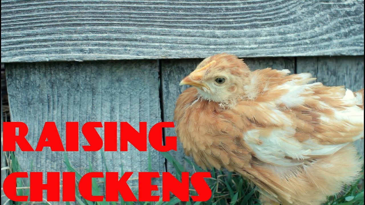 Raising Chickens 101: The Awkward "Teenage Chickens" - UsParenting.com