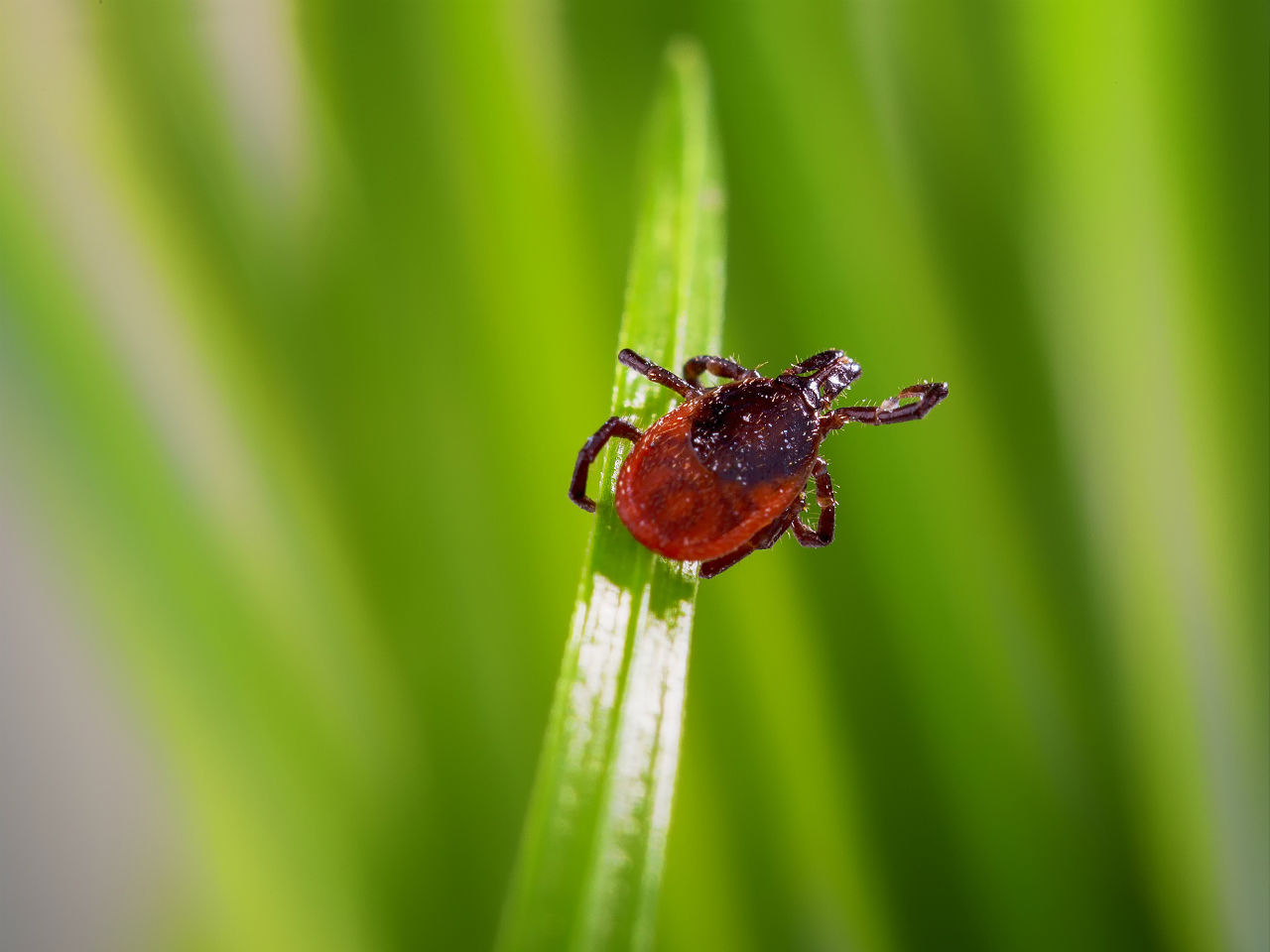 Here’s How To Protect Your Kids From Ticks - UsParenting.com