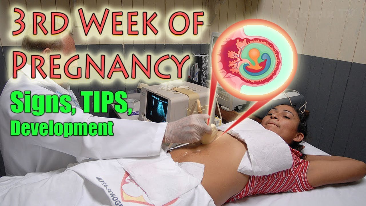 3rd Week Of Pregnancy - The Growths, Changes And Tips To A Healthy ...