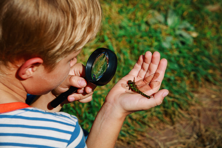 29 Fun Facts, Characteristics And Life Cycle Of Insect For Kids ...