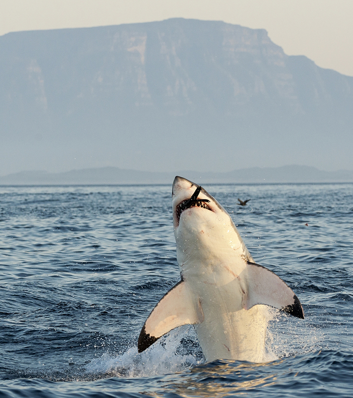 50 Fun And Interesting Shark Facts For Kids To Know - UsParenting.com